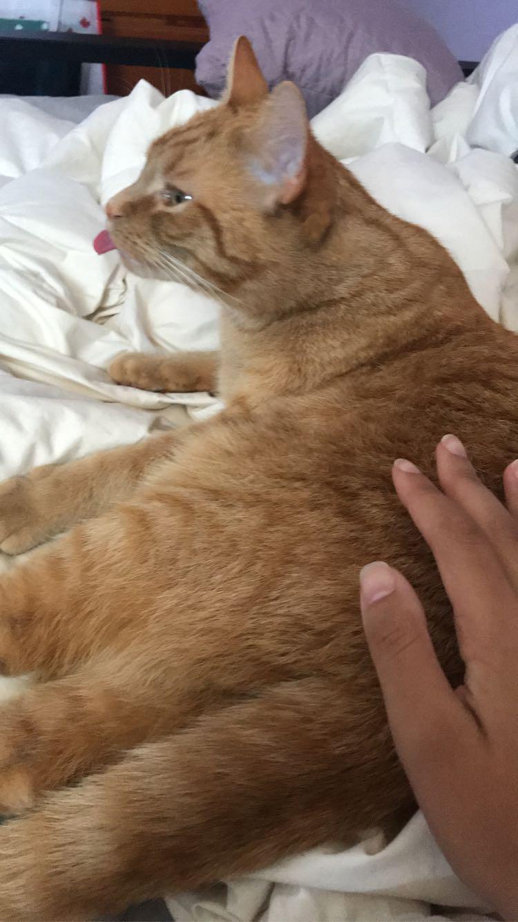 Staring off into the distance blep [OC] | Scrolller