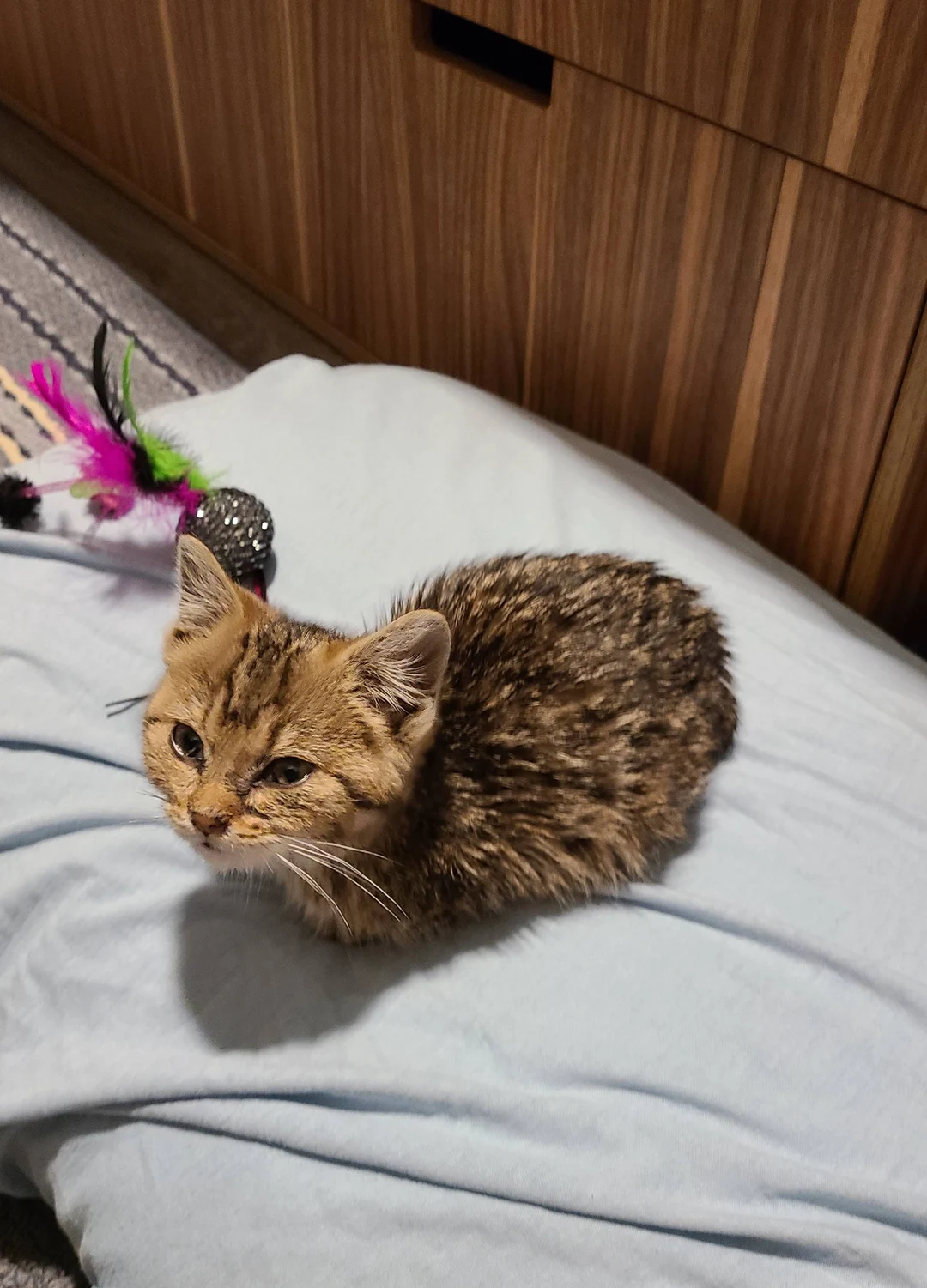 My mini loaf | Scrolller