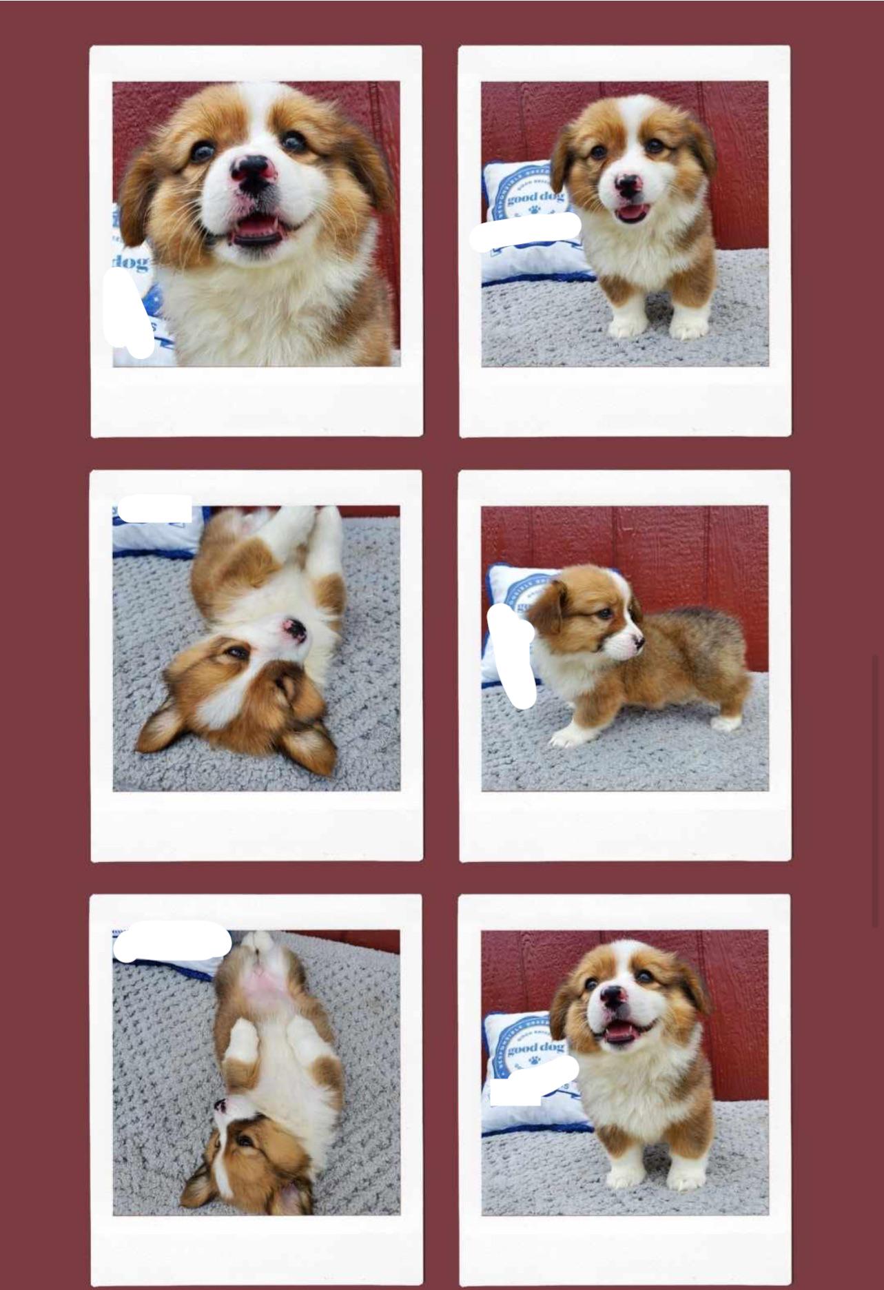 NEW PUPPY!!! | Scrolller