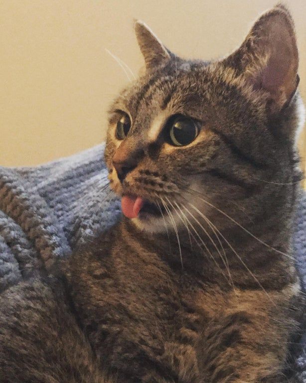 Supermodel blep | Scrolller