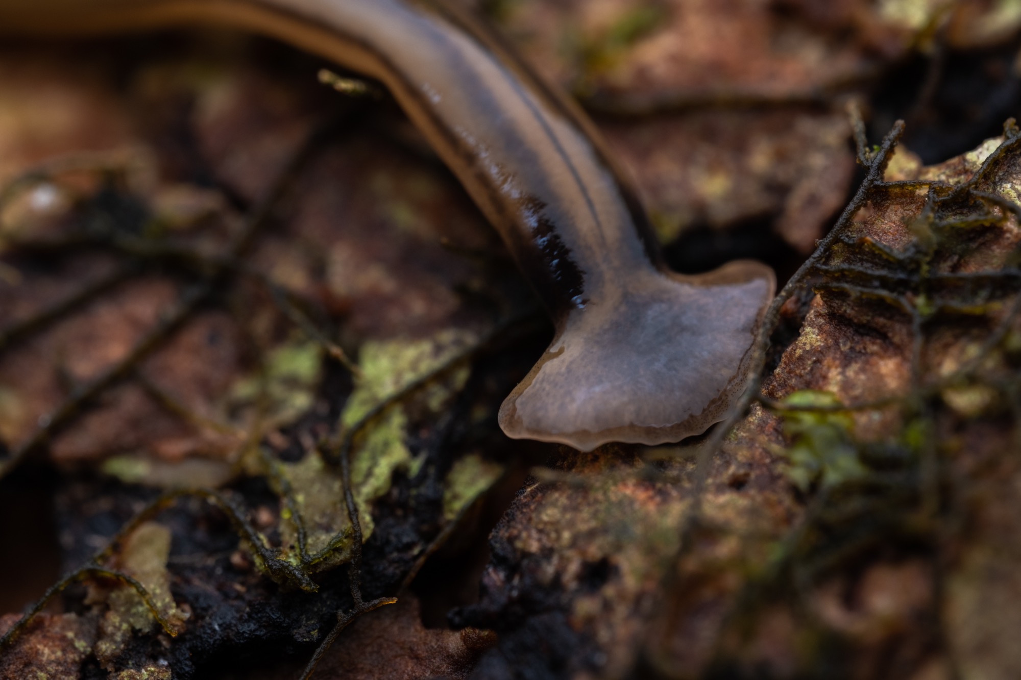 Hammerhead Worm | Scrolller