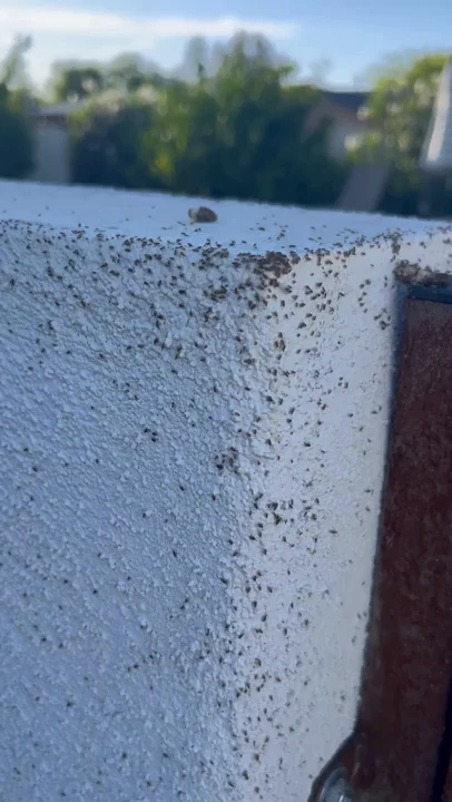 Discover more like Phoenix: Paint eating bugs are back …. and Related Content | Scrolller