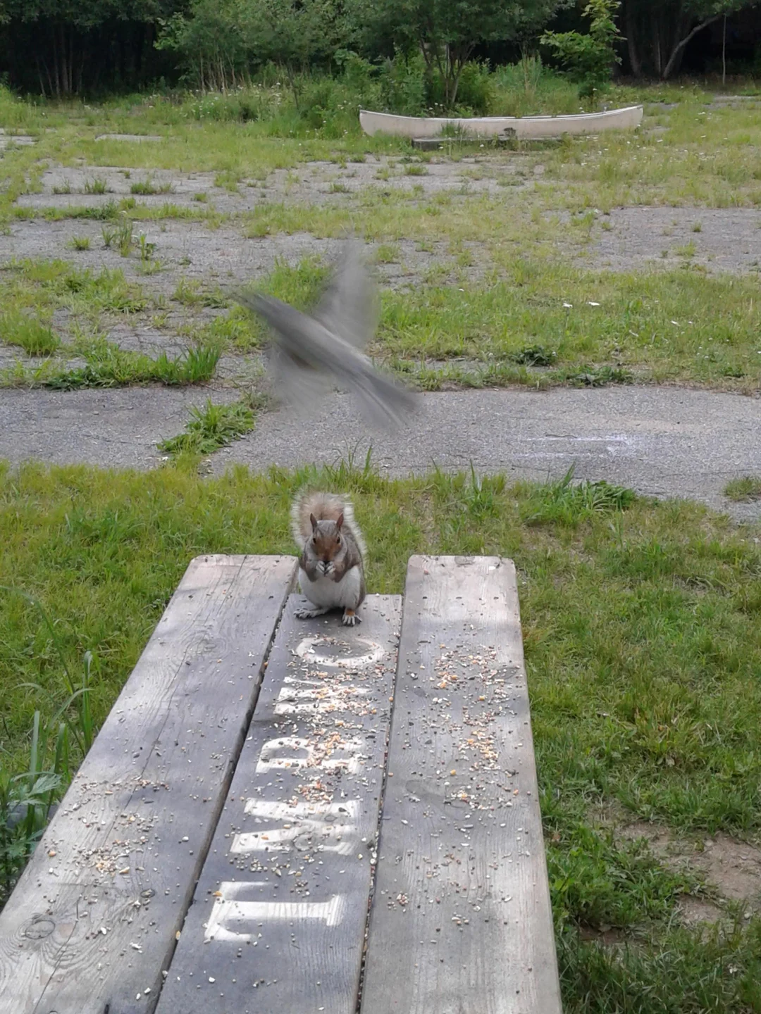 Photobombed by a tufted titmouse... | Scrolller