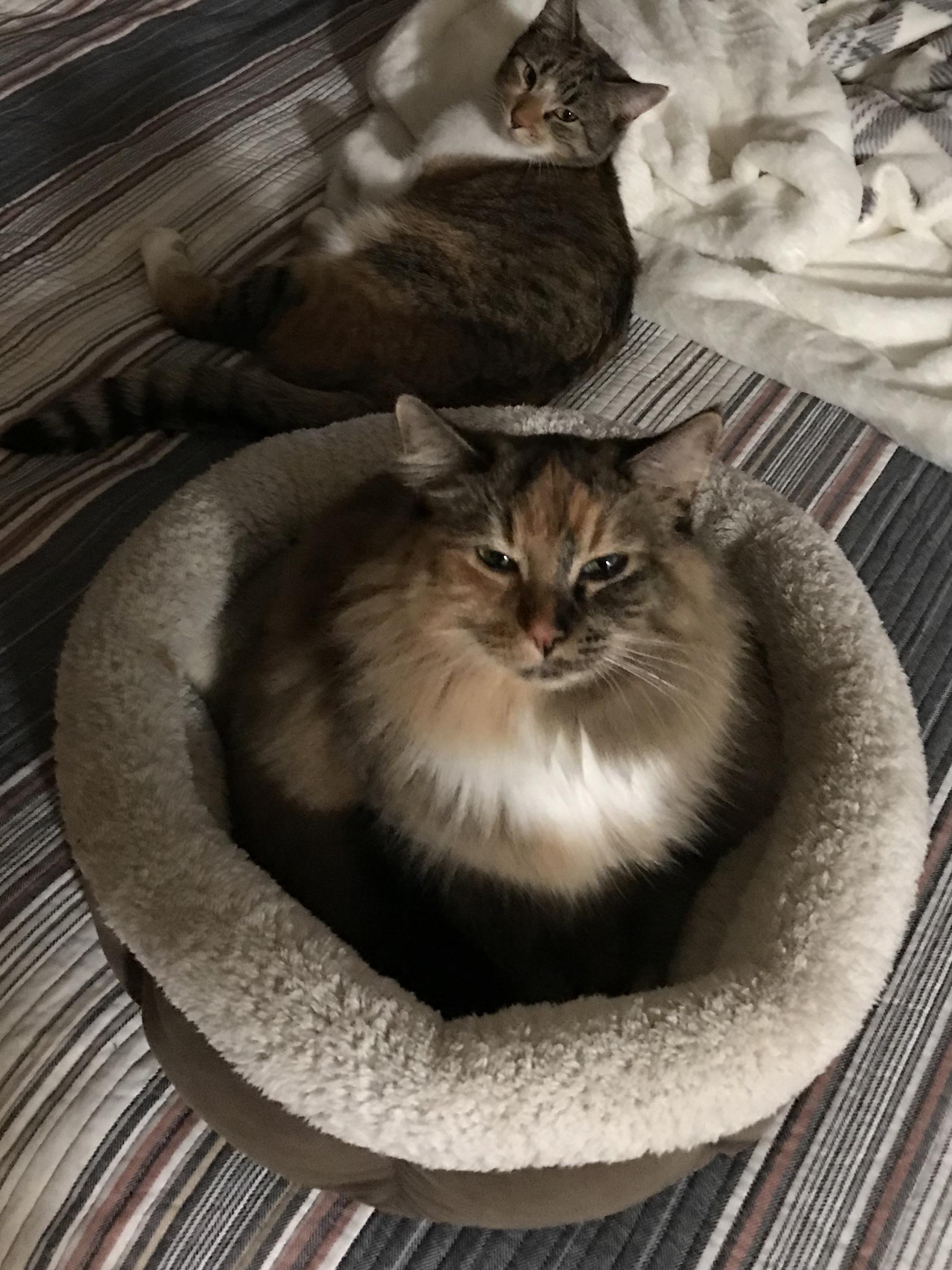 Katara: “I claim this bed in the name of The Southern Water Tribe ...