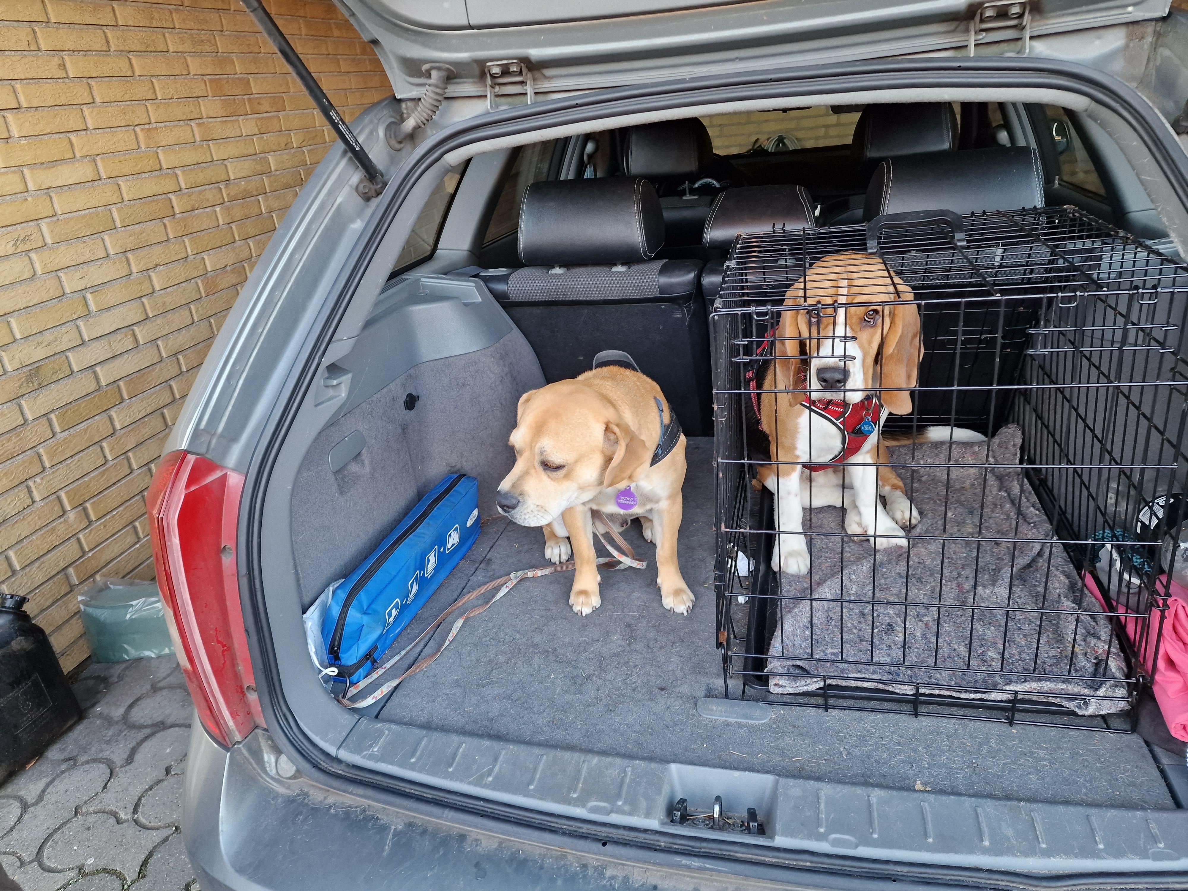 Beagle Rico had his best friend Otto over for an entire day of shenanigans... 🥰 | Scrolller