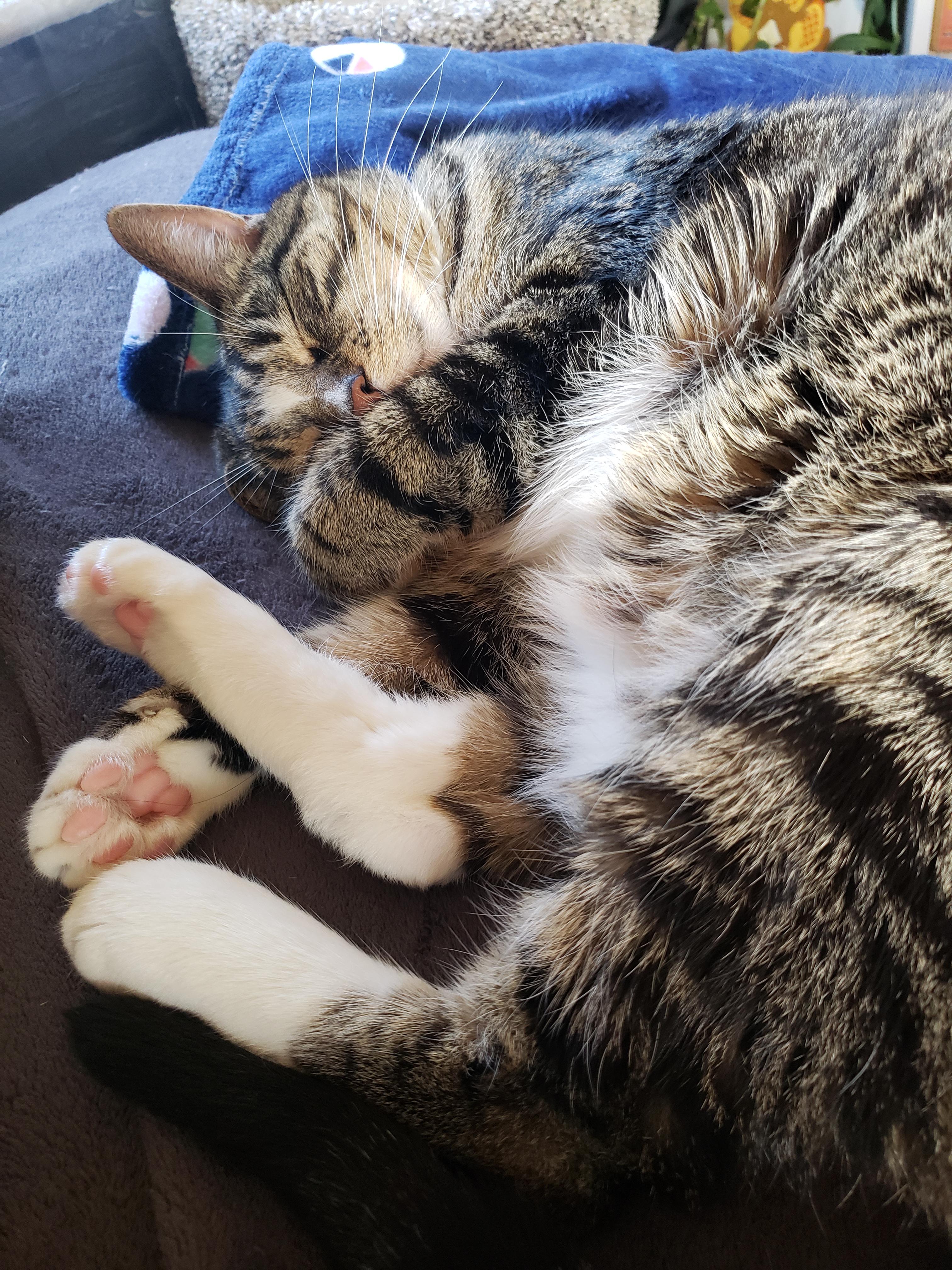 Bean Purrfection 💖 (OC) | Scrolller