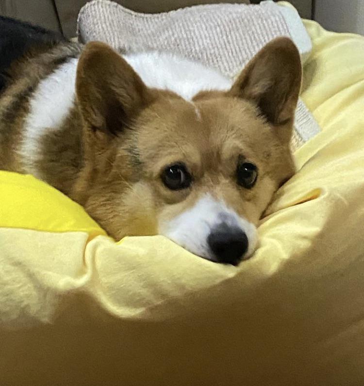 “Wut.” | Scrolller