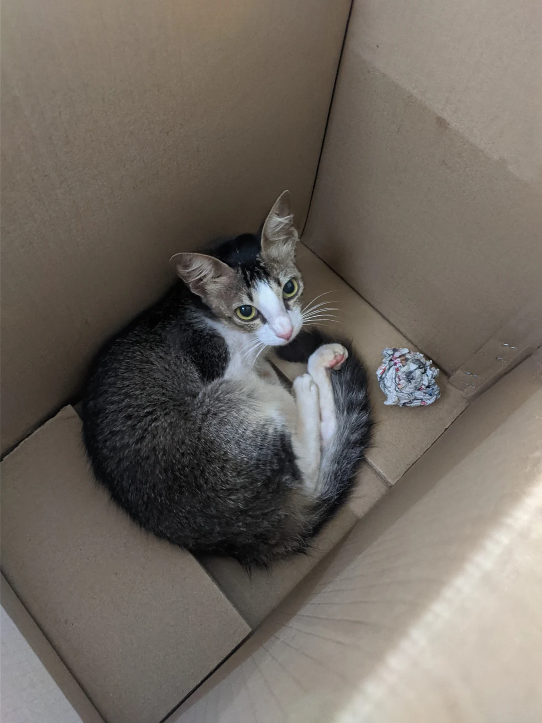 Cat lured into big trap with a paper ball | Scrolller