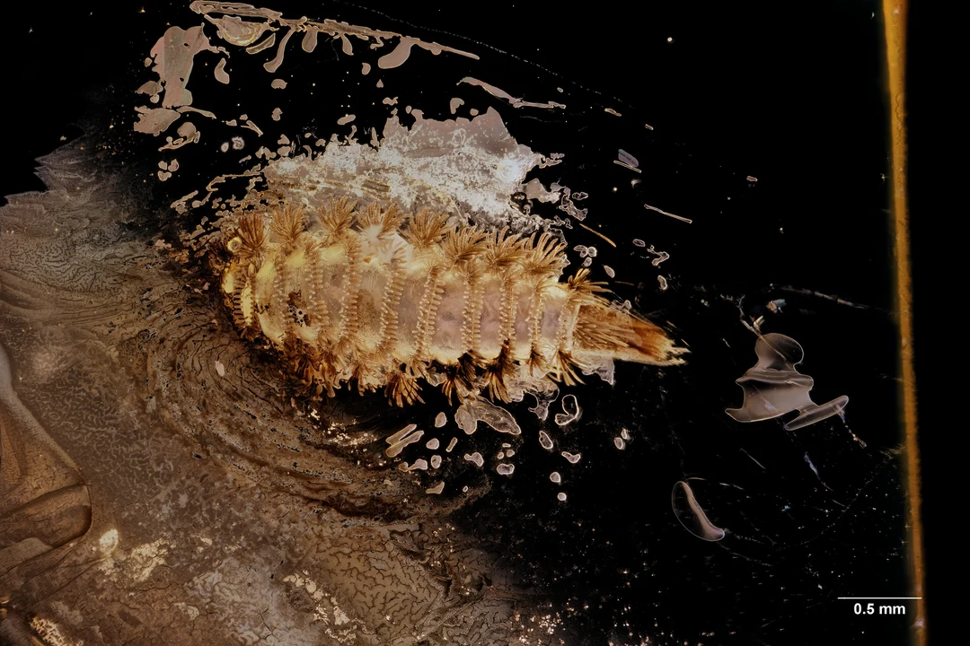 Polixenidae in Baltic amber. | Scrolller