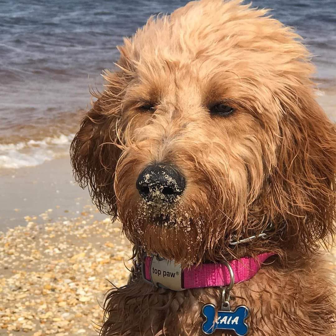 (OC) Kaia contemplating why she stuck her nose in the sand. | Scrolller