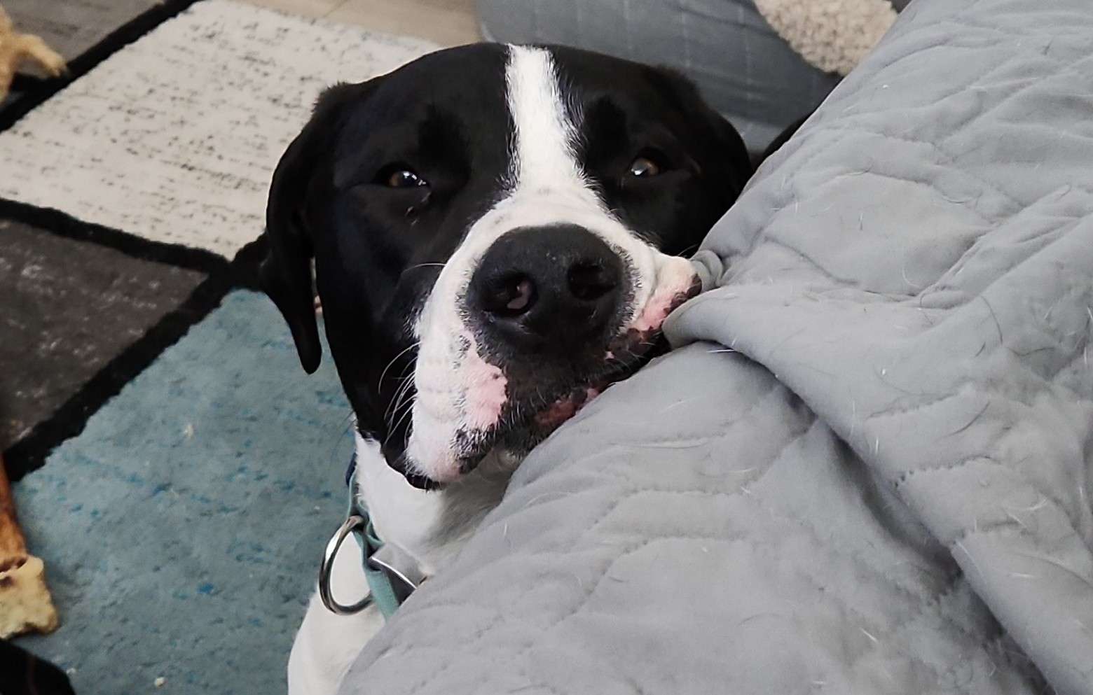 Sleepy pup | Scrolller