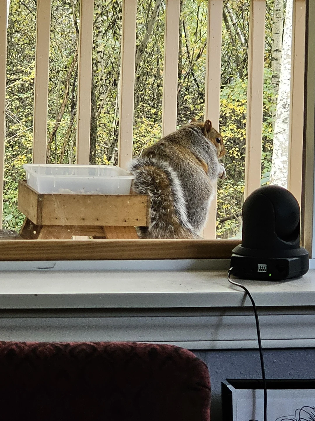 I'm thrilled to host such a chonker 💕 | Scrolller