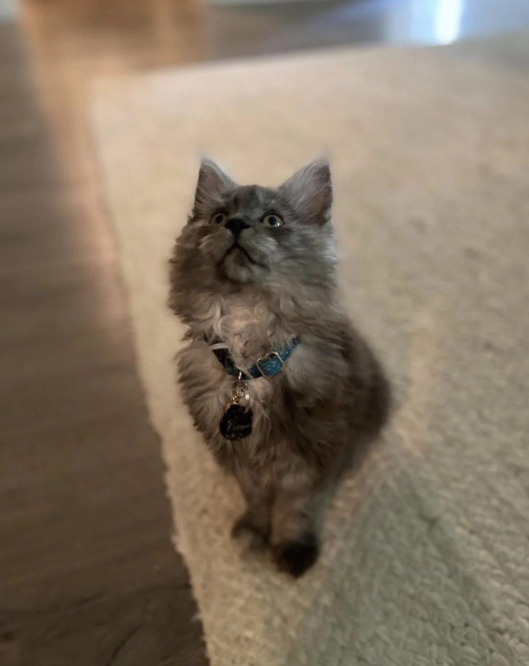 Meet Freya. | Scrolller