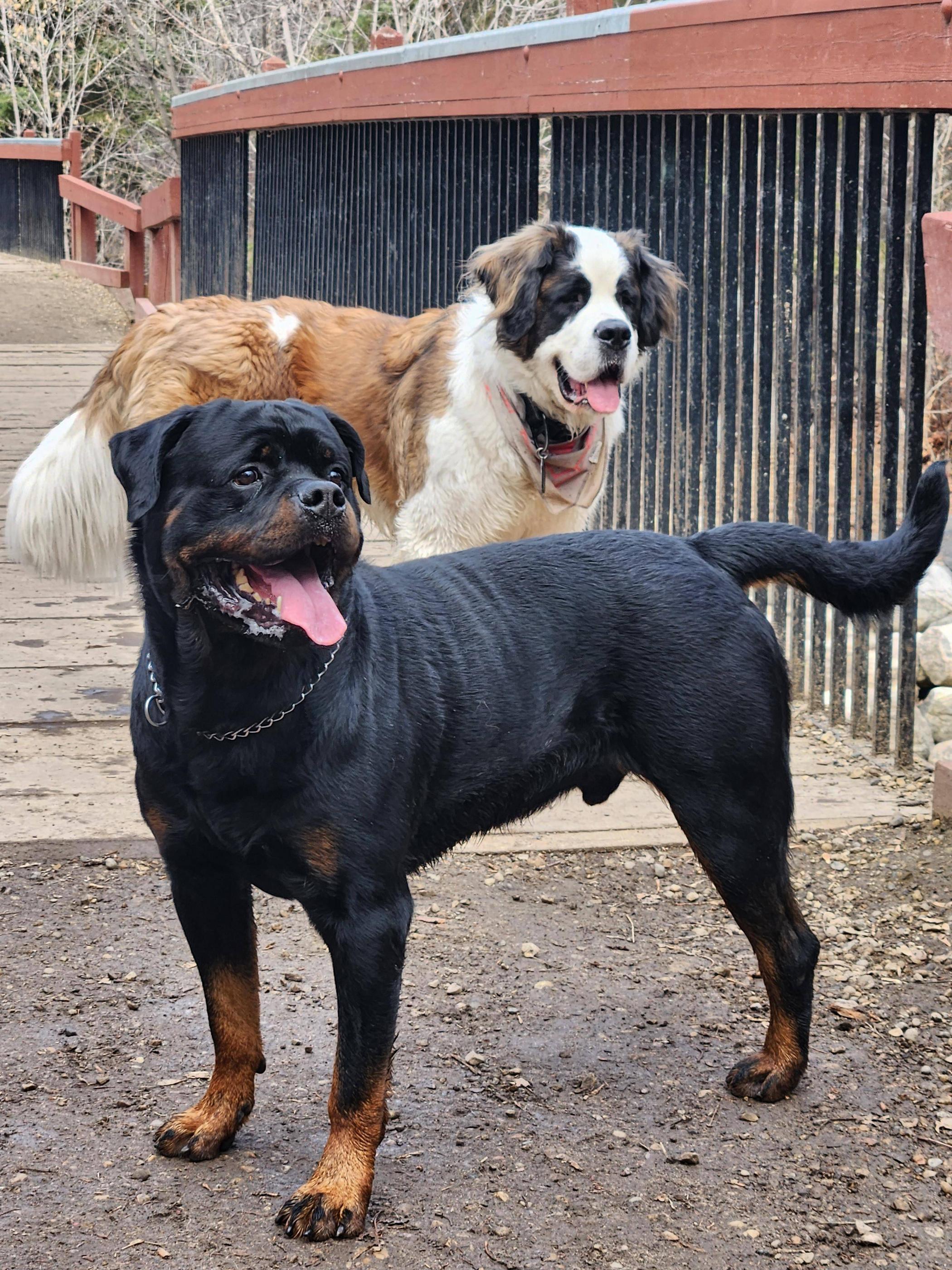 Bubs the three legged Menace (rottie) and his cousin, Sherwood (St. Bernard!) | Scrolller