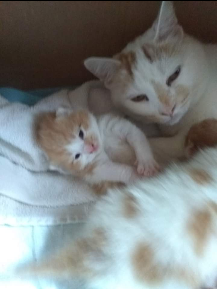 (OC) Mama Mimi and her kittens | Scrolller