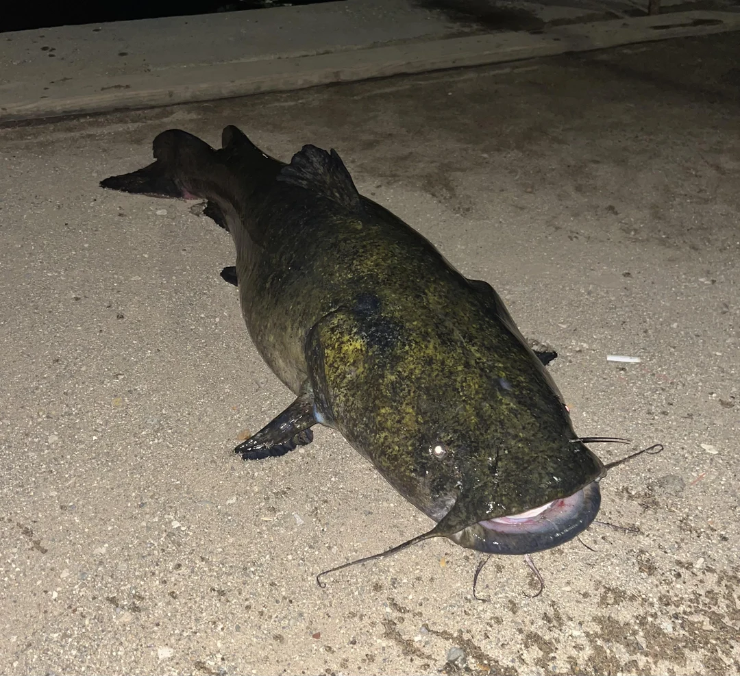 What’s considered a trophy flathead in Michigan | Scrolller