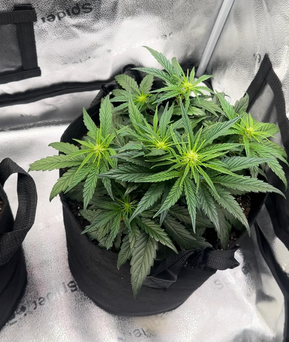 Does she look healthy? First time growing | Scrolller