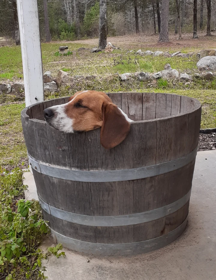 Budrow's favorite napping spot | Scrolller