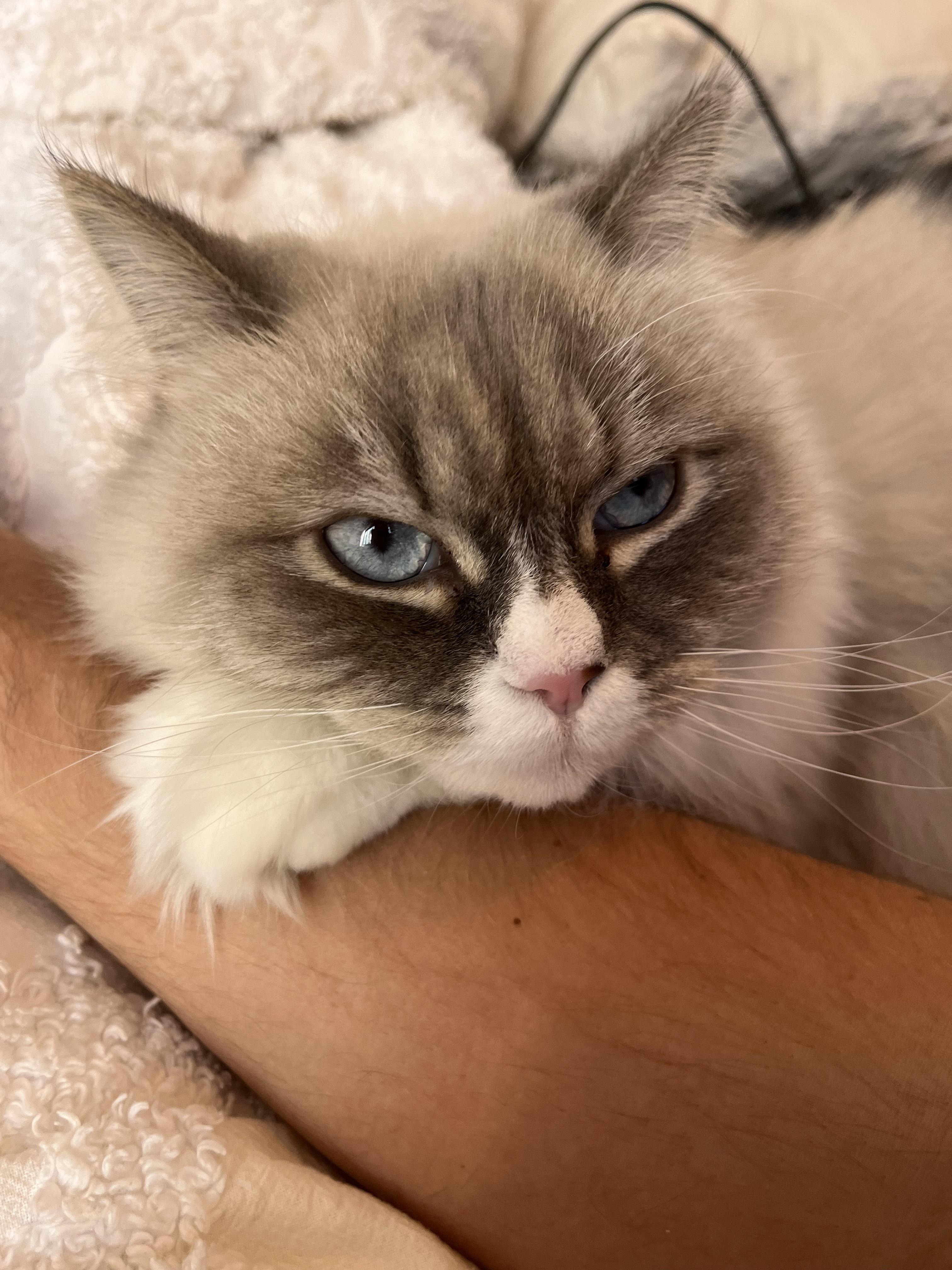 Silly kitty:) | Scrolller