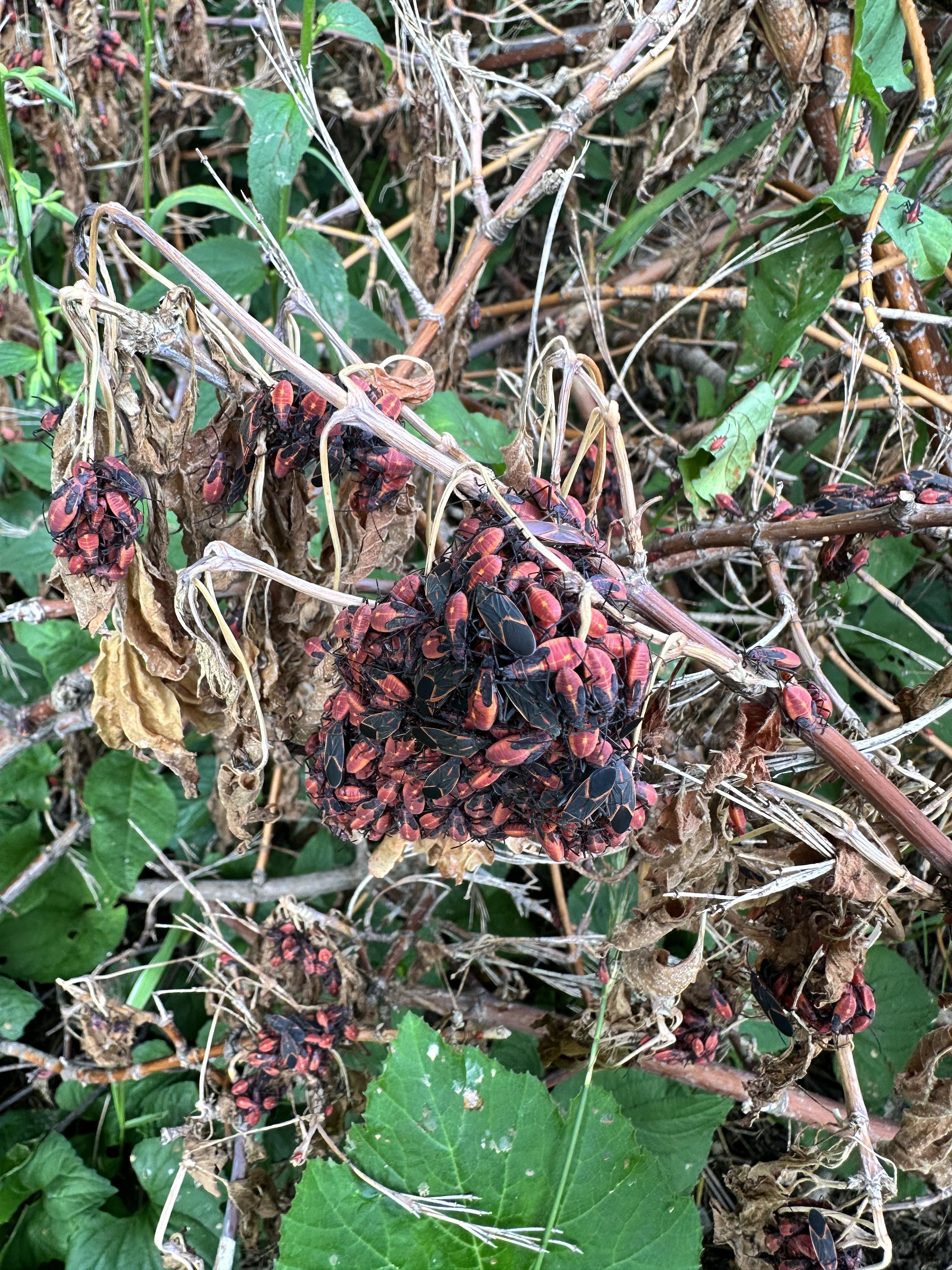 These bugs in my yard | Scrolller