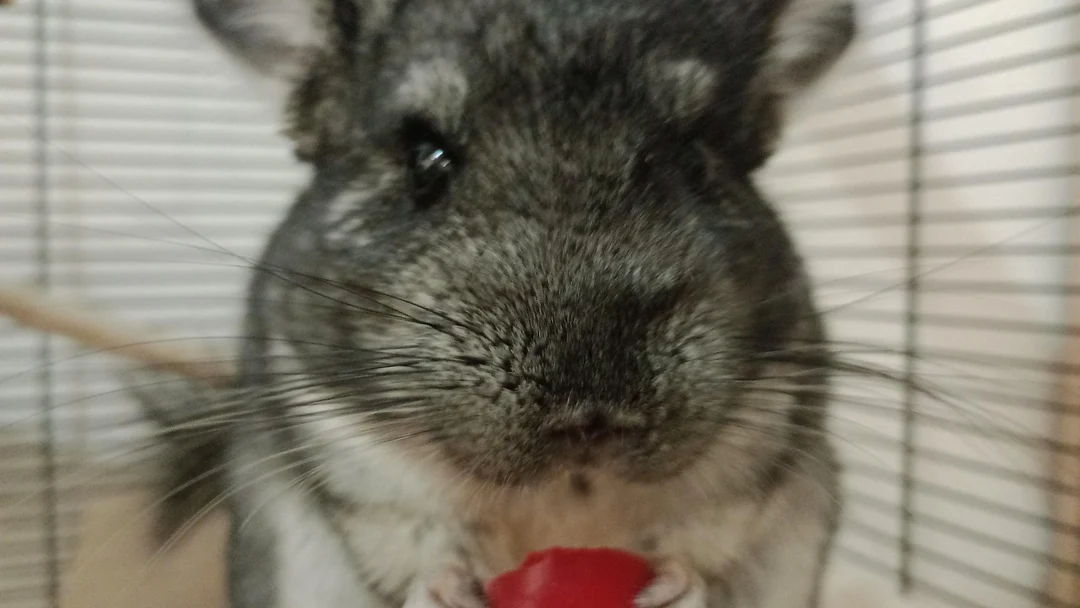 this is my chinchilla and her name is Hera. | Scrolller