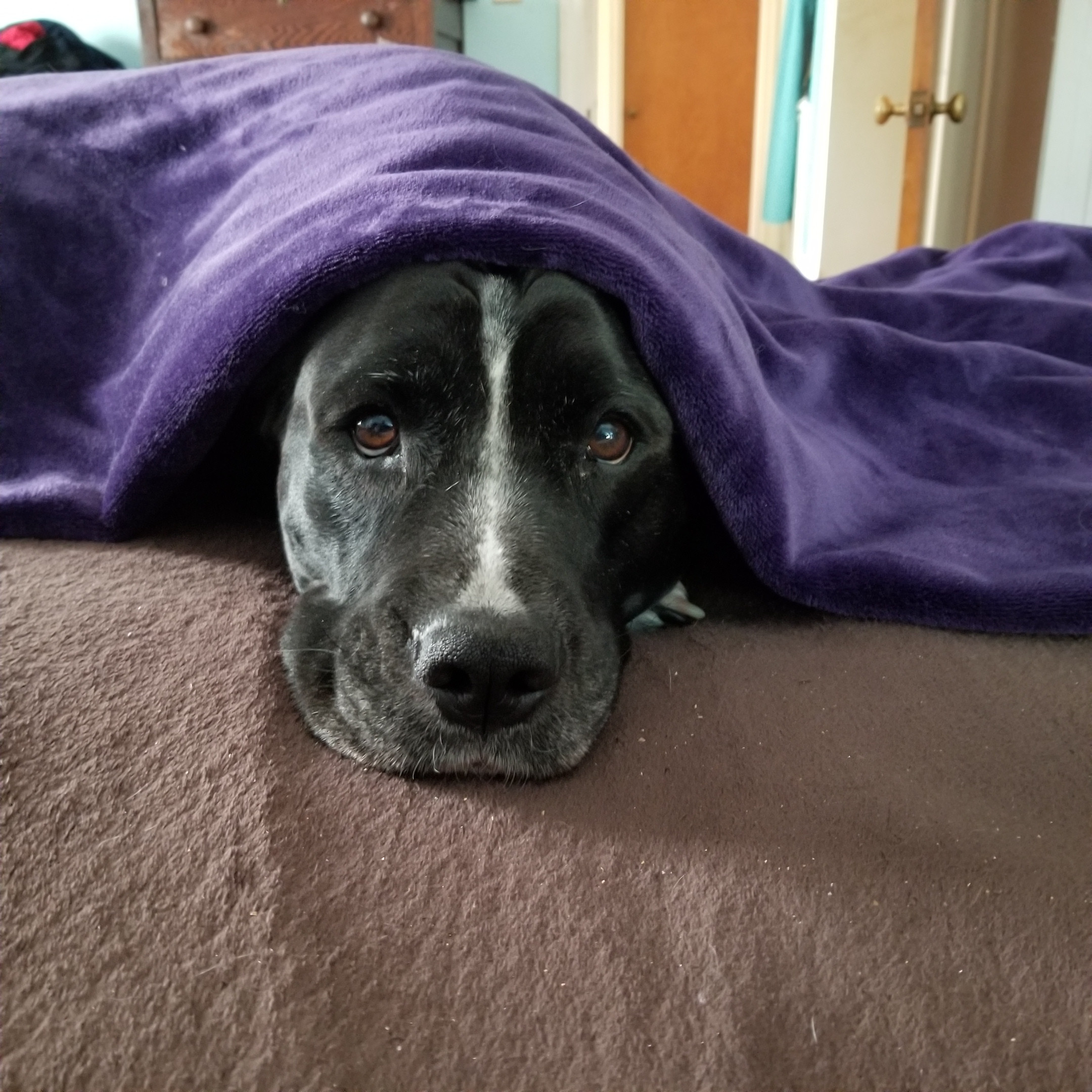 Terrified of thunder. | Scrolller