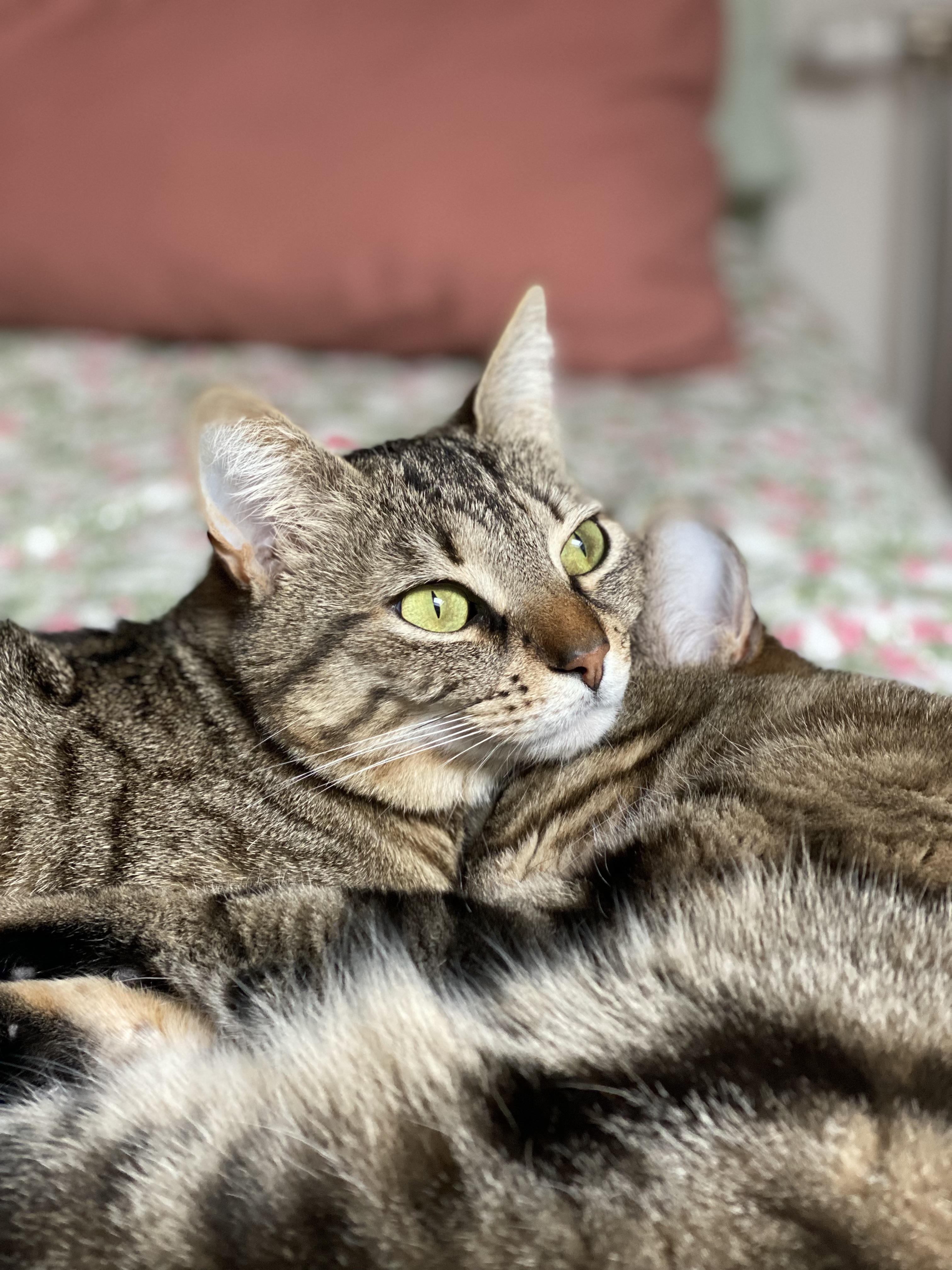 Simba, the most feline of my cats family ! | Scrolller