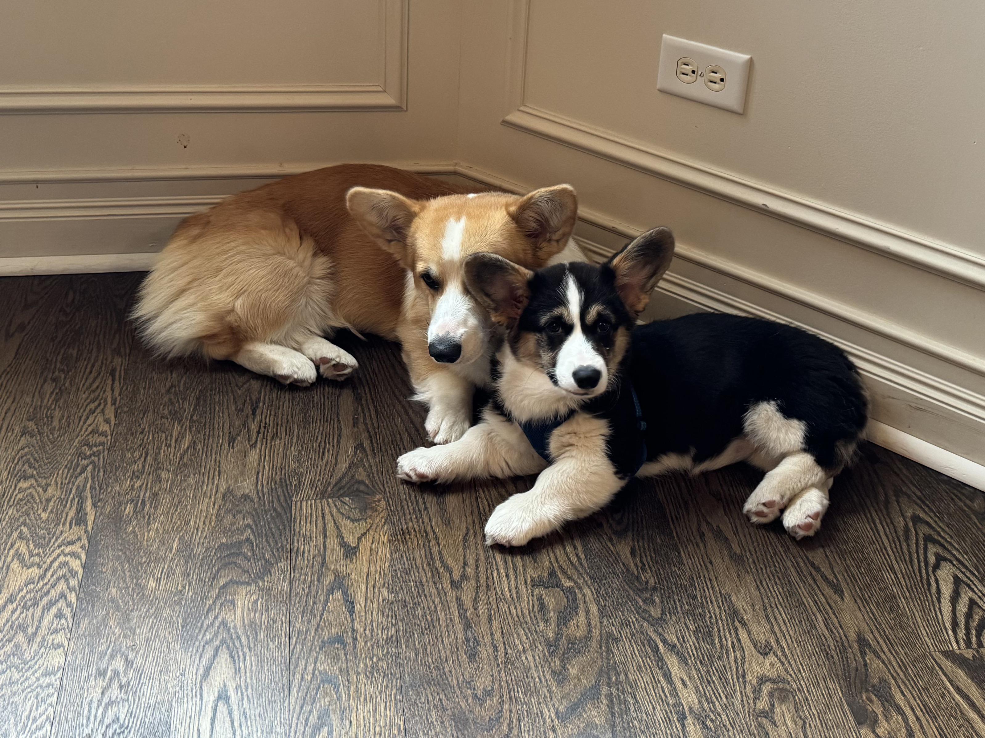 Post your inseparable pairs | Scrolller