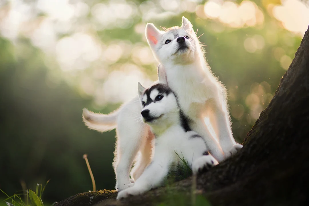 Puppies love | Scrolller