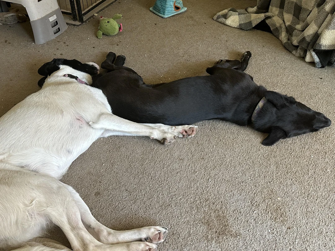 Our girls are inseparable | Scrolller