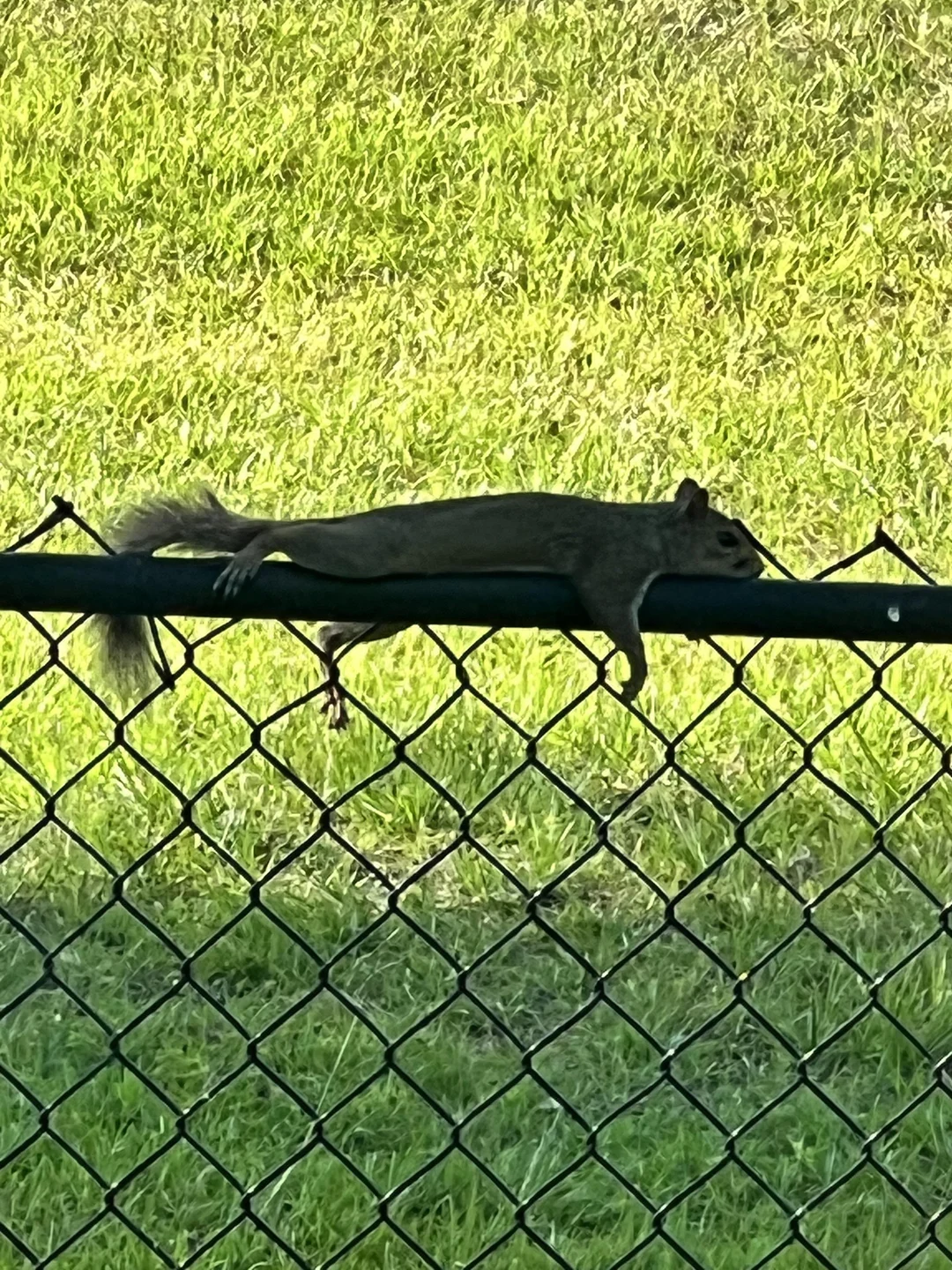 Discover more like Squirrels: Bob being a bum and Related Content | Scrolller