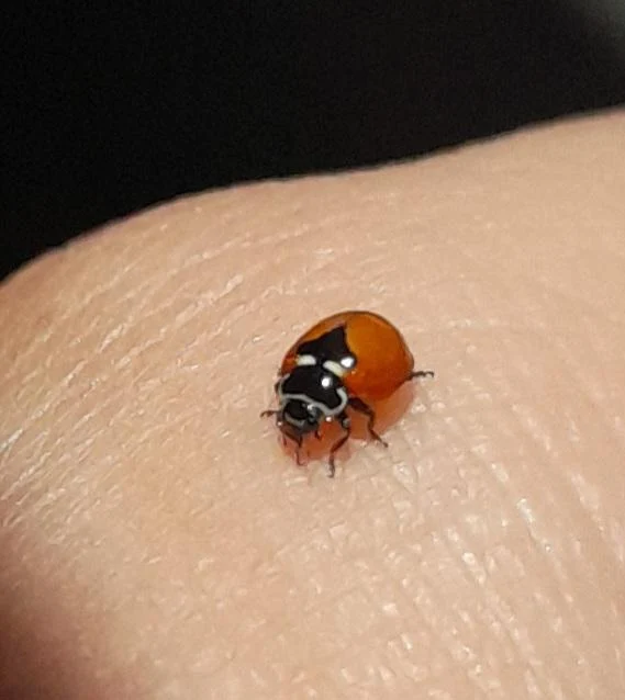 [OC] i present all of you, Lucia, Lucia the ladybug | Scrolller