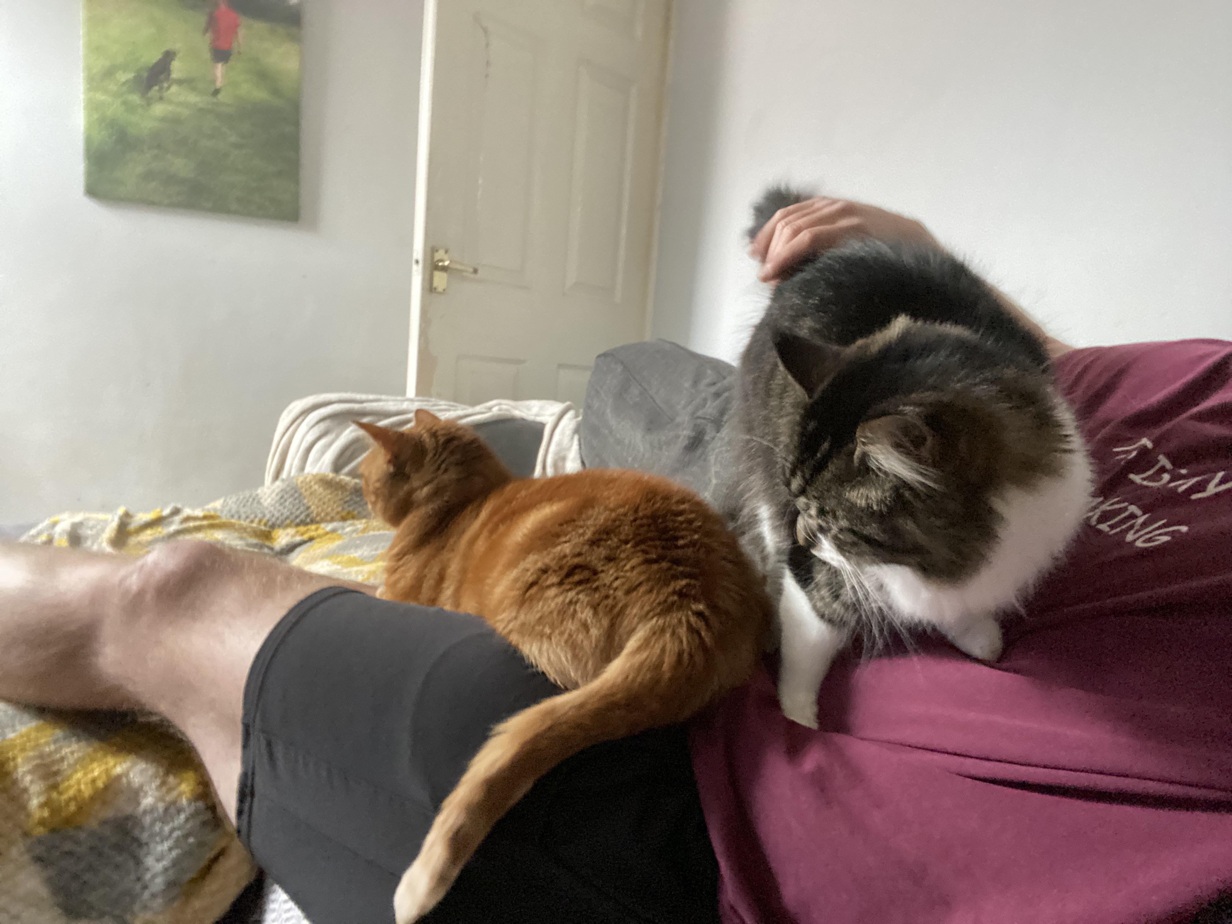 I’m basically just a big bed to these two | Scrolller