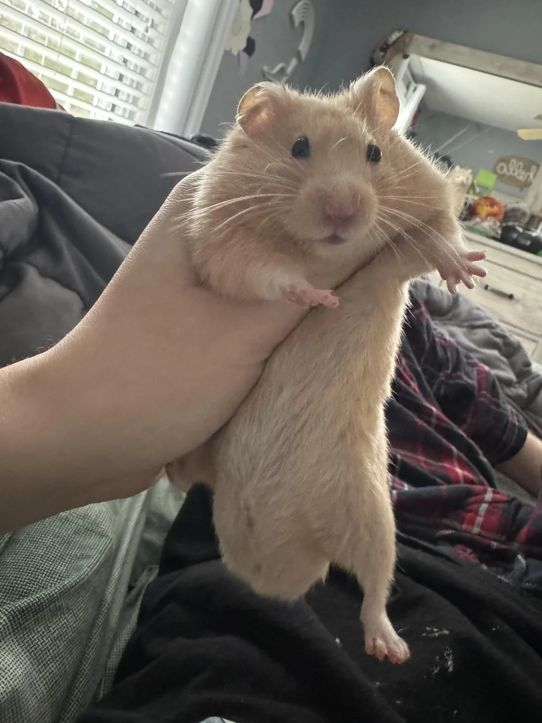 Discover more like Hamsters: Probably a stupid question, but why is my VERY male hamster ...