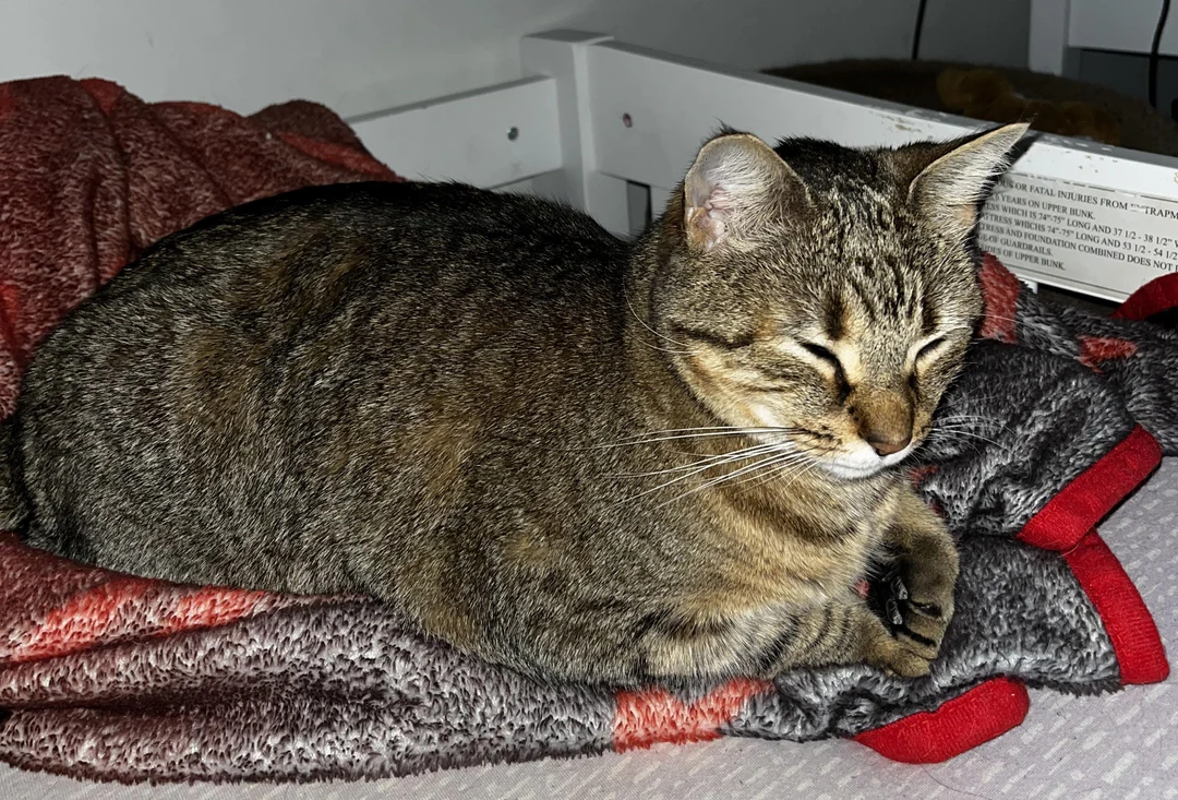 She can’t fold her paws in fully but she sure is the best loaf i have | Scrolller