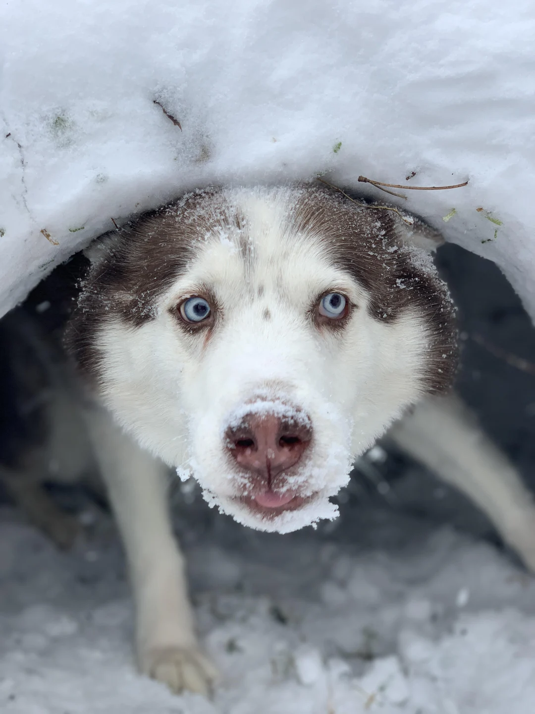 We built an igloo, it's husky approved | Scrolller
