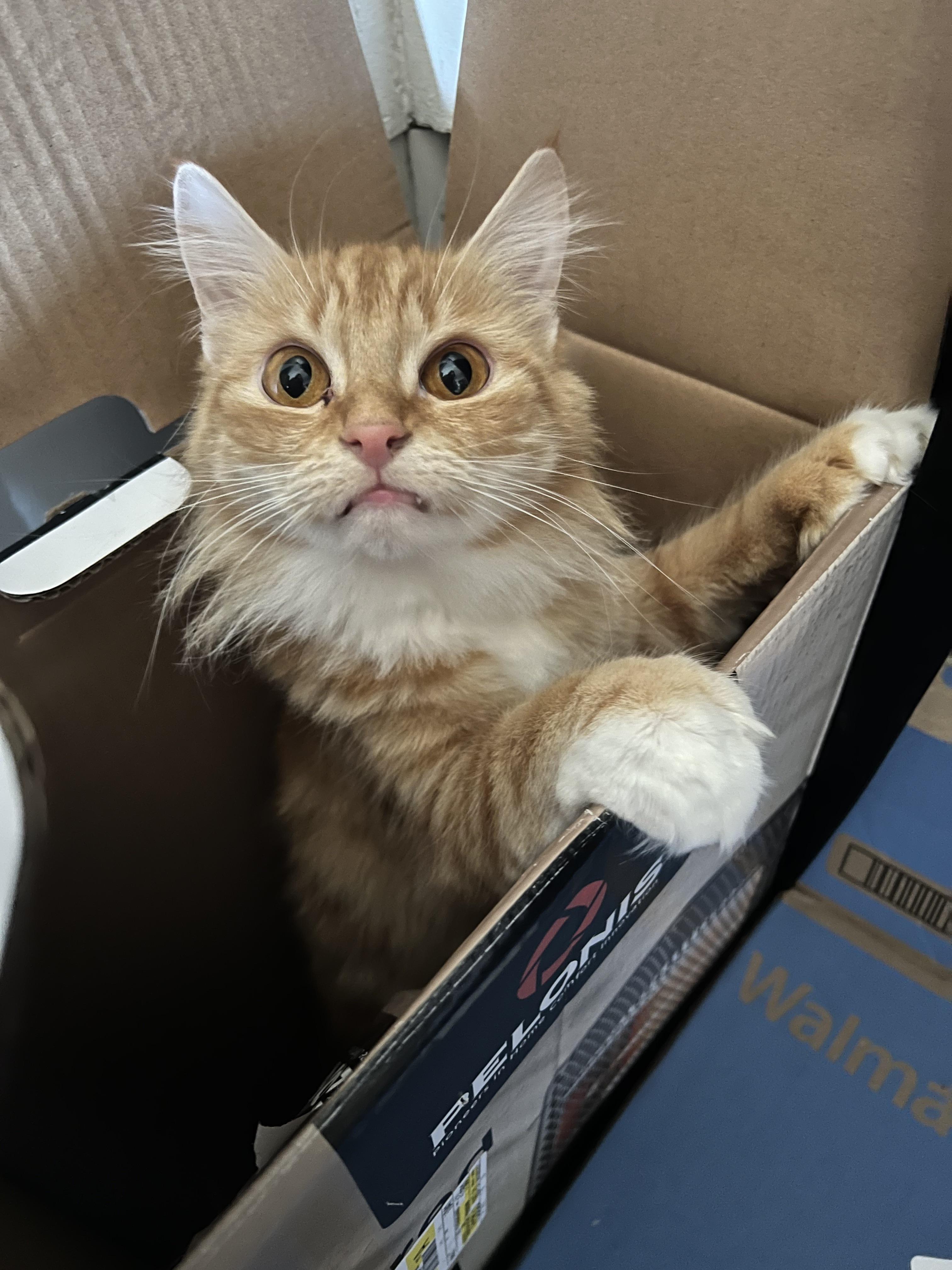 Morning from fireball | Scrolller