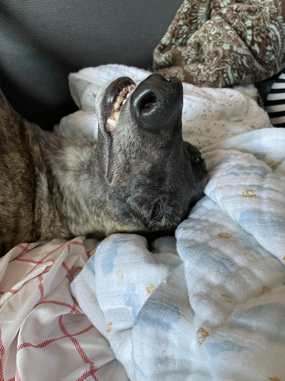 Morning naps | Scrolller