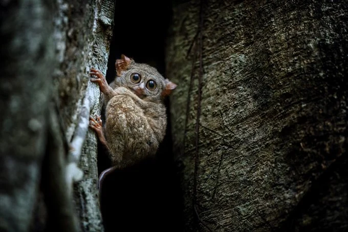 Interesting creature: Tarsiers (a tiny primate) have the largest eye-to-body size ratio of all ...