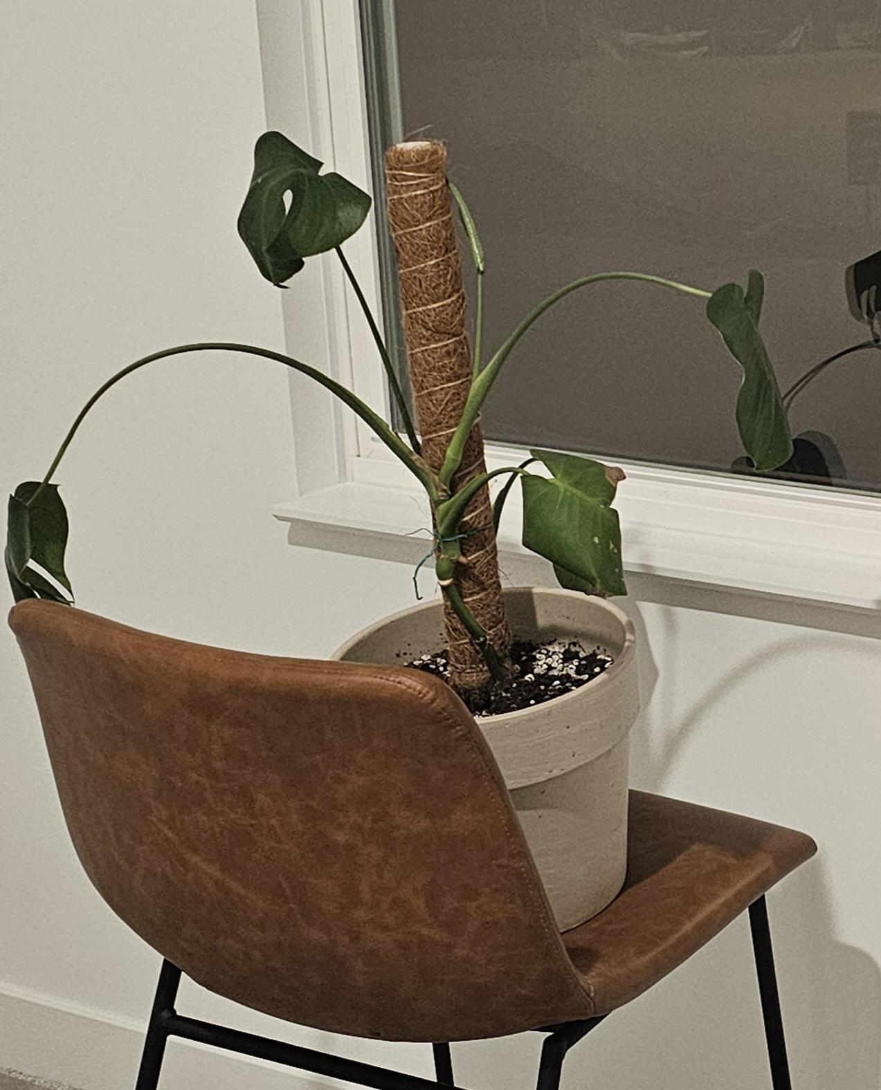 My monstera is so sad, what do I do? | Scrolller