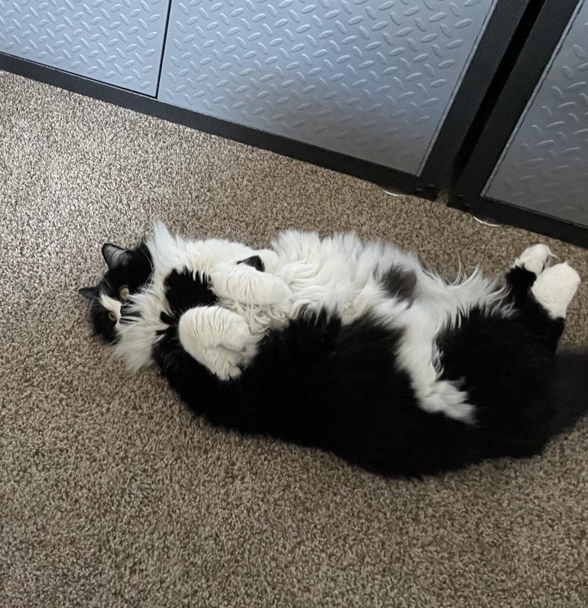 Sharing the floof | Scrolller