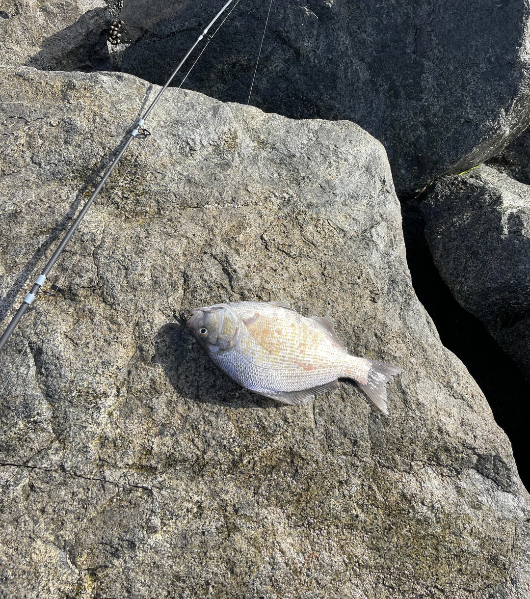 First time surf fishing | Scrolller