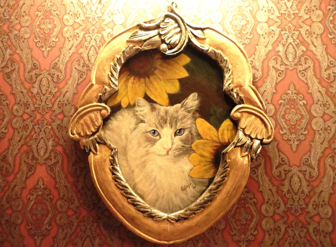 Ragdoll Gracie | Scrolller