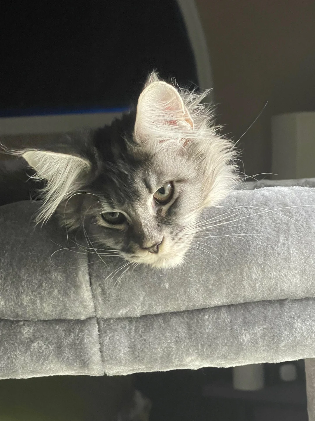 Treat recommendations for Super Picky Prince? Training stalled. :/ | Scrolller