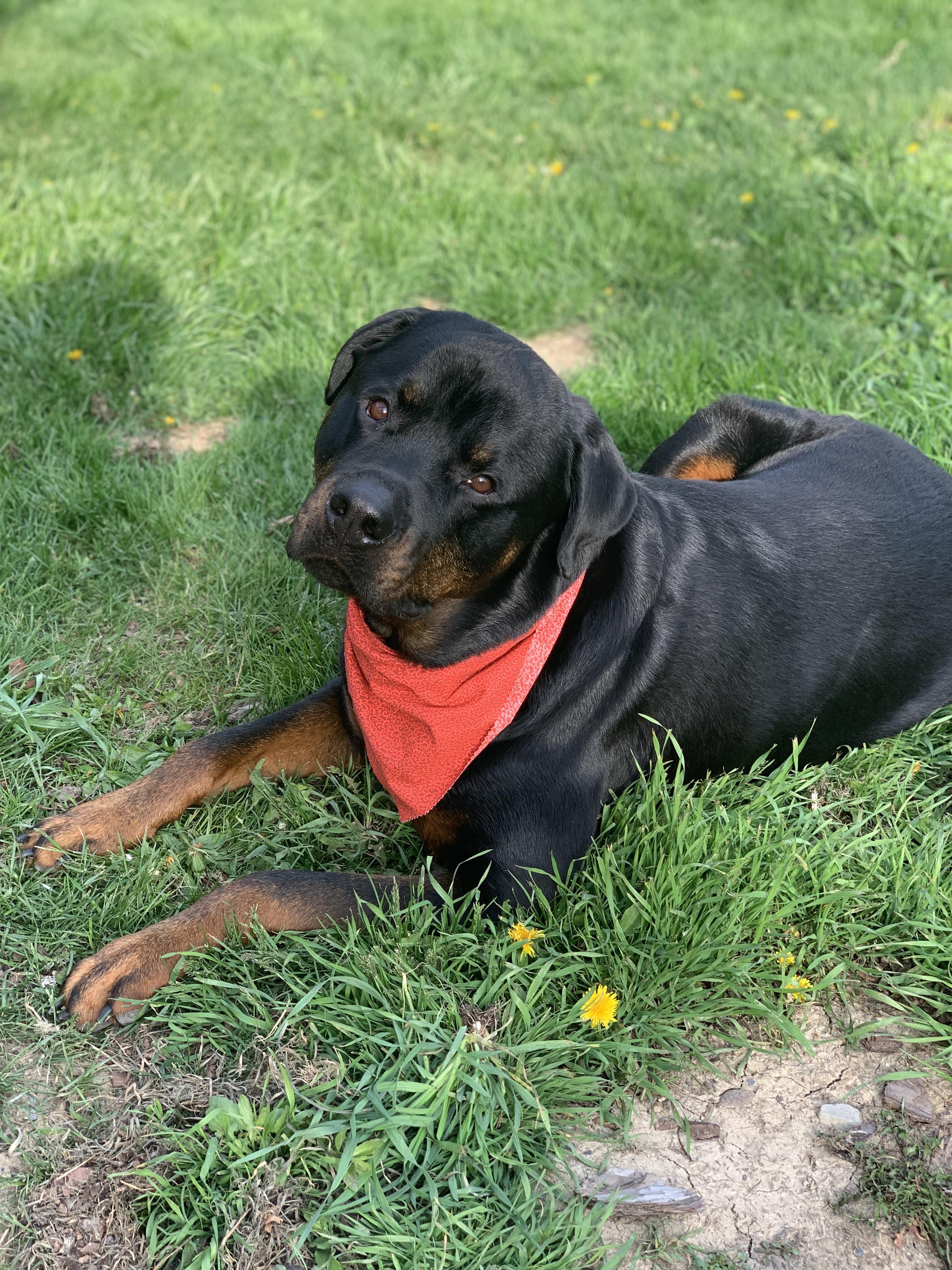 I think the big ole noggins make rotties have the best head tilts | Scrolller