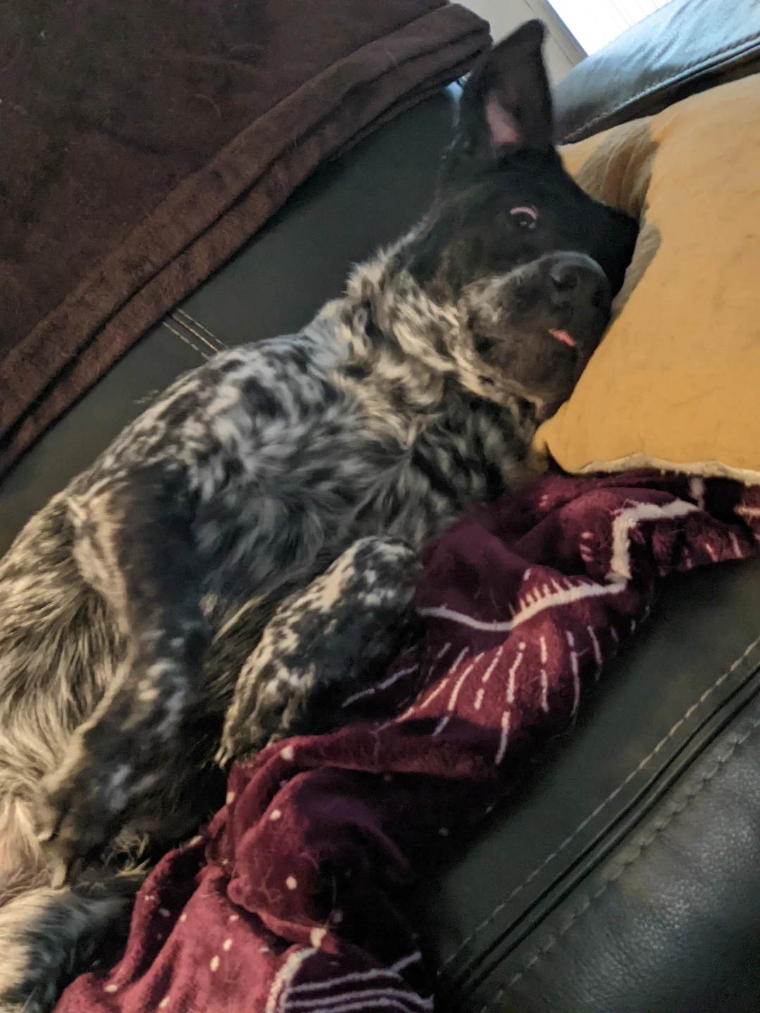 doggo is gonna be 6. she's only gotten more derpy. | Scrolller