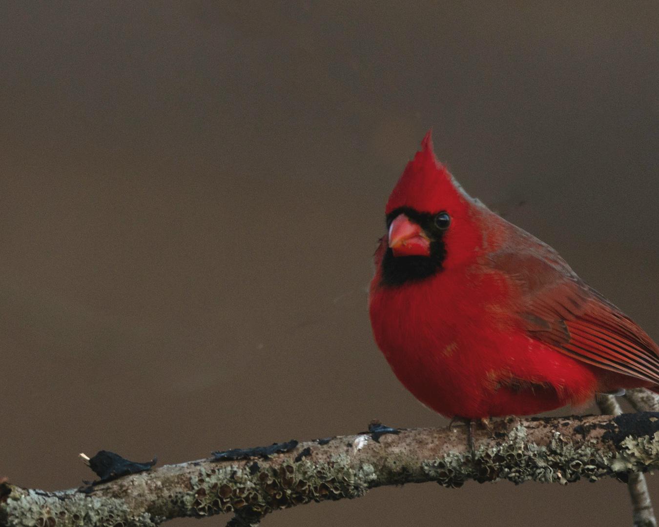 Here's a. Cardinal that was in my front yard. | Scrolller