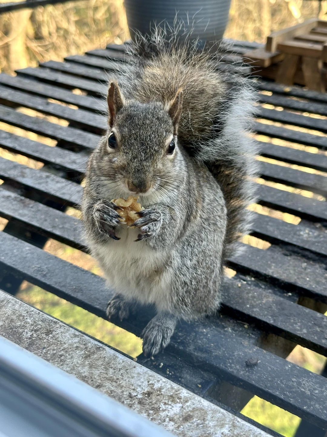 Hazel posing with her walnut 🥰🥰🥰 | Scrolller