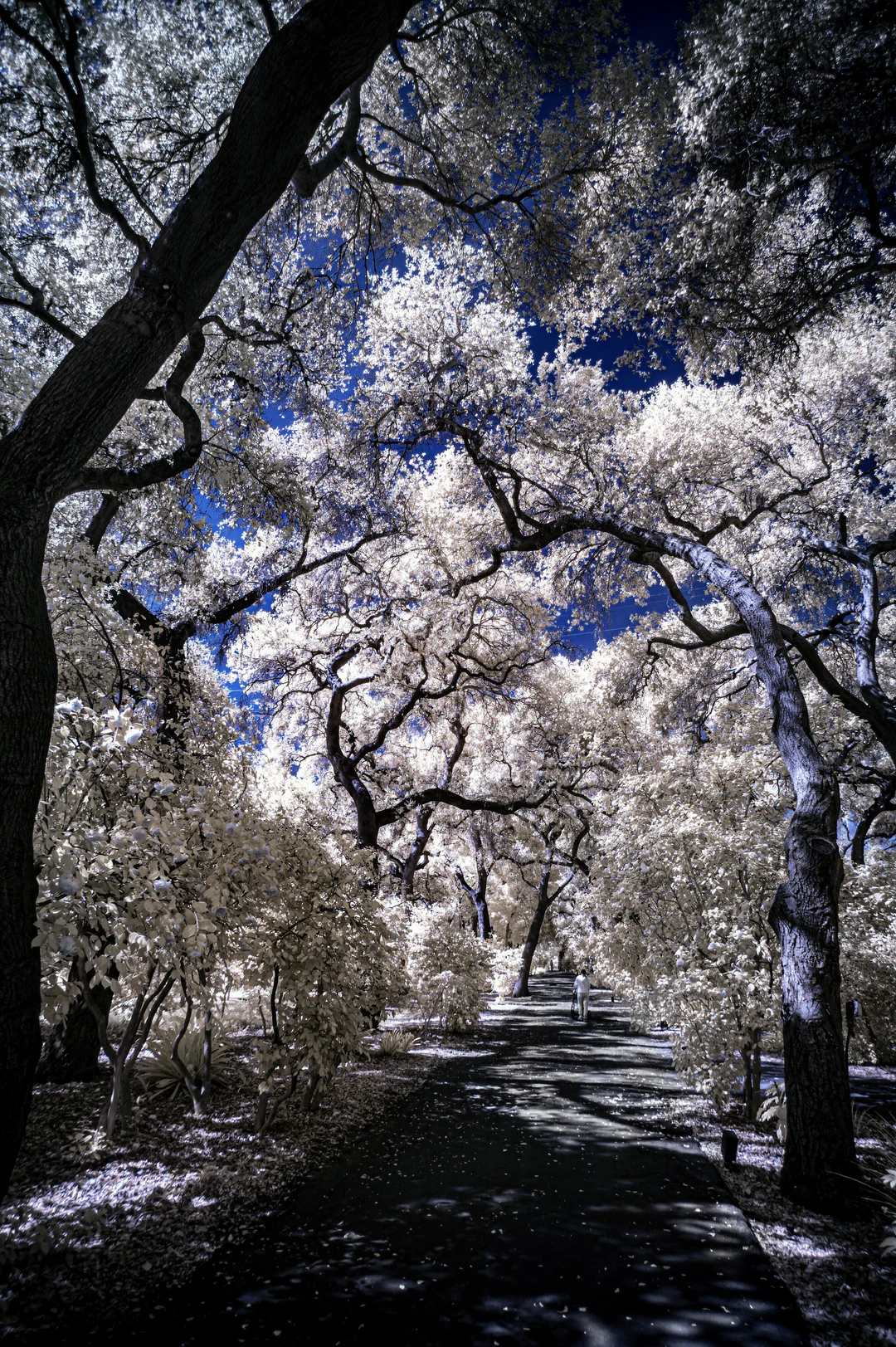 Oak Trees | Scrolller