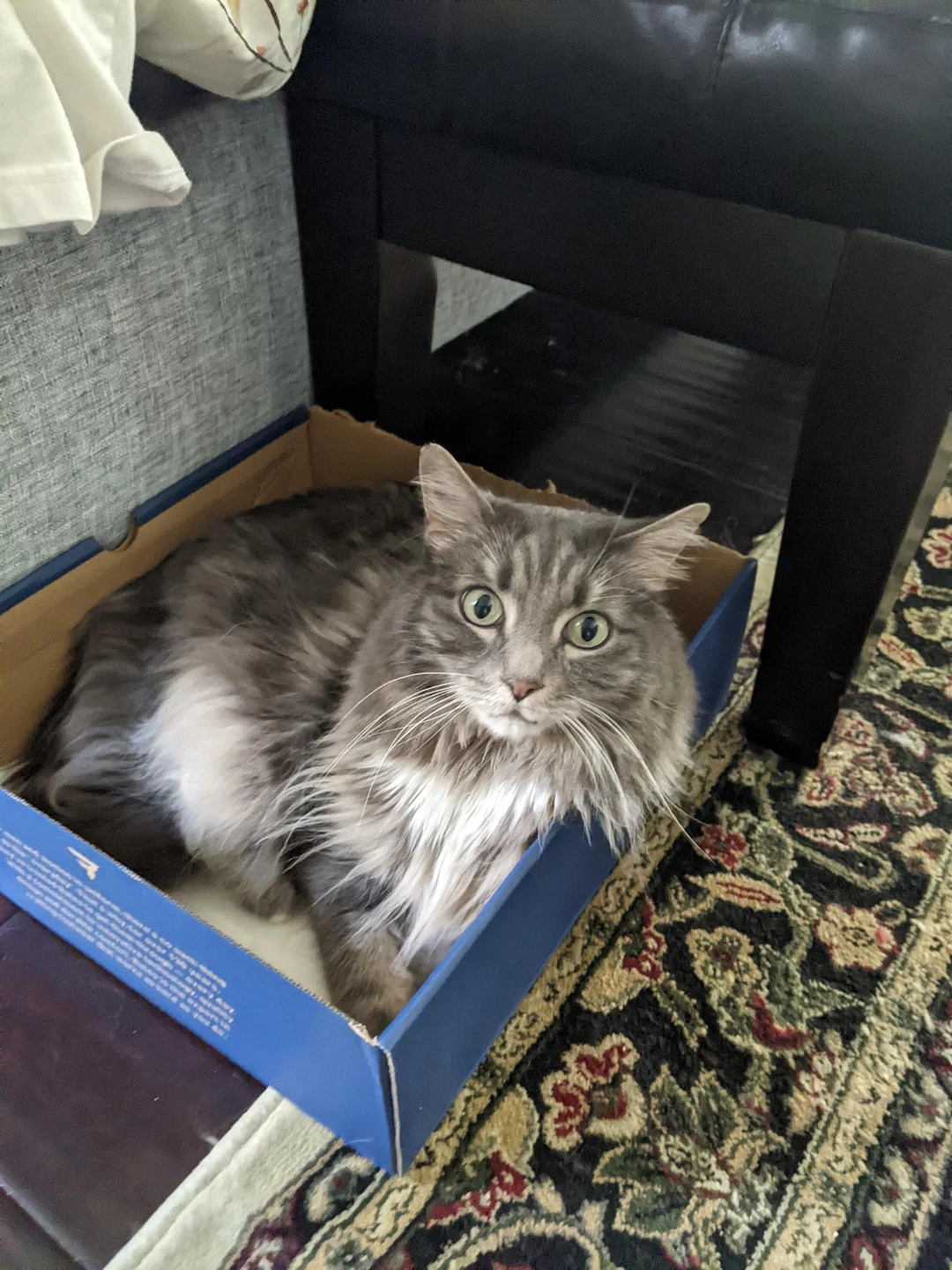 Rambo + Boots Box = Ramboots | Scrolller